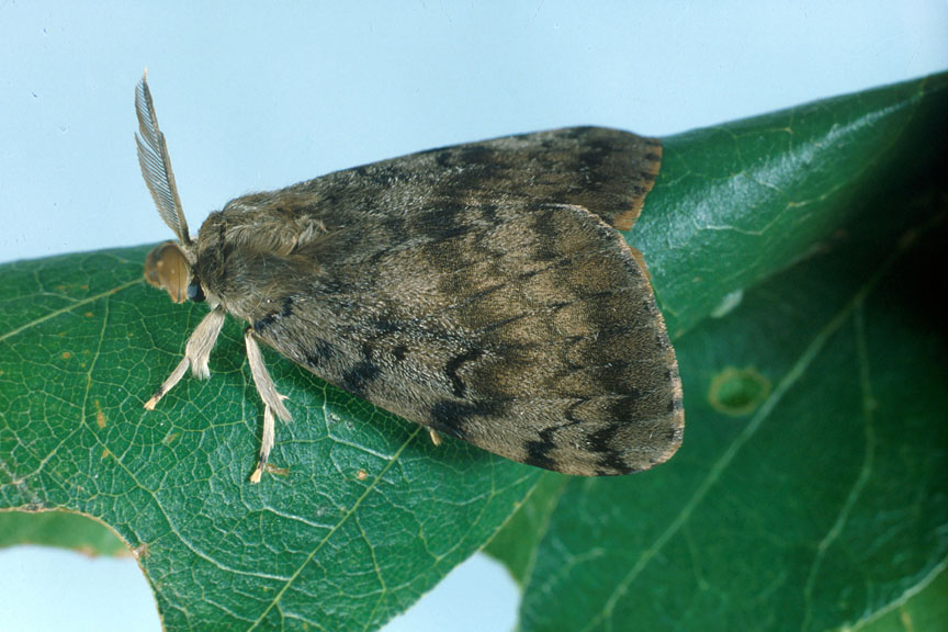 State to start spraying for Gypsy Moth - Marion Online